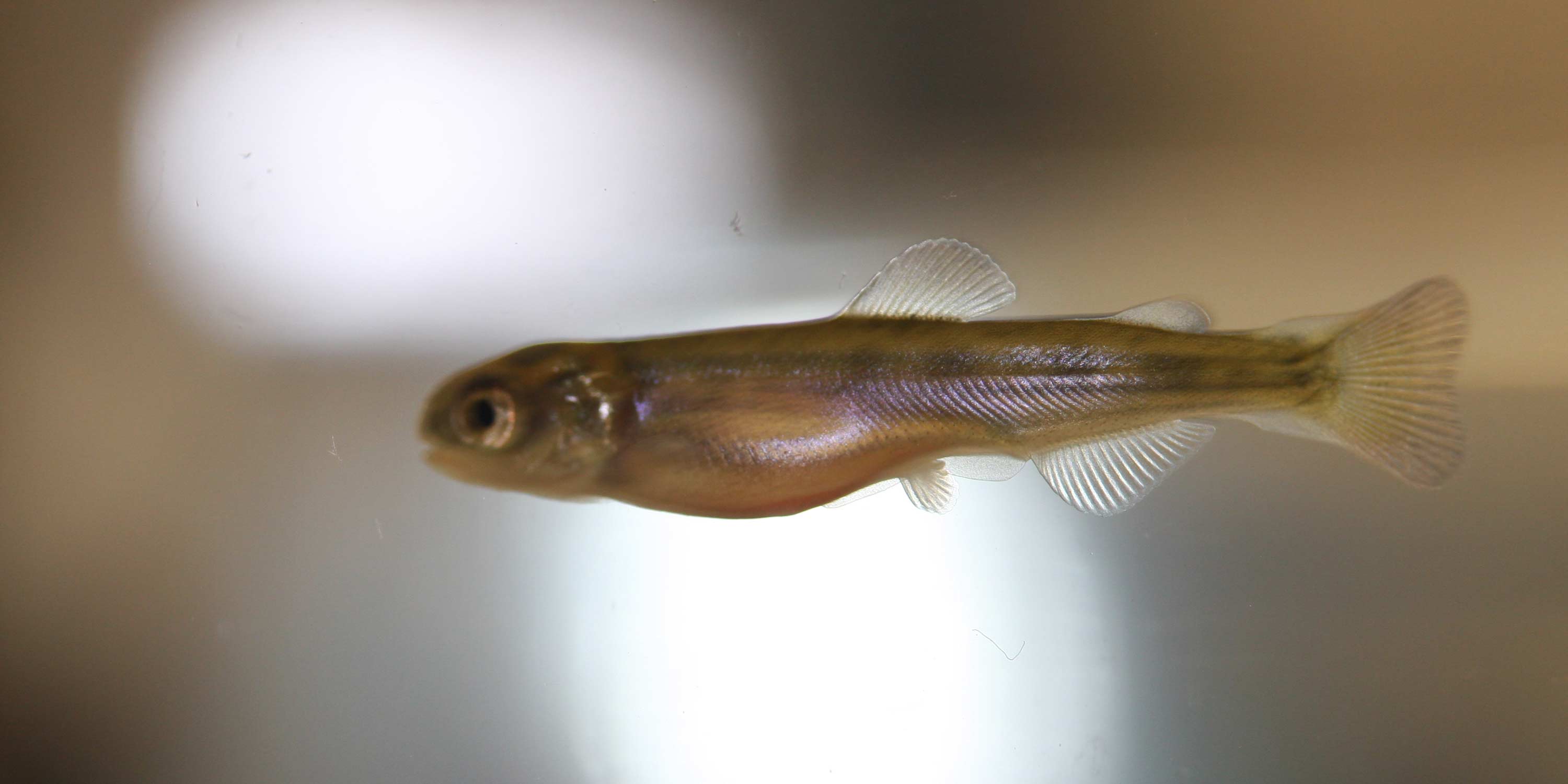 Aquaculture students care for baby salmon | Nelson Marlborough ...