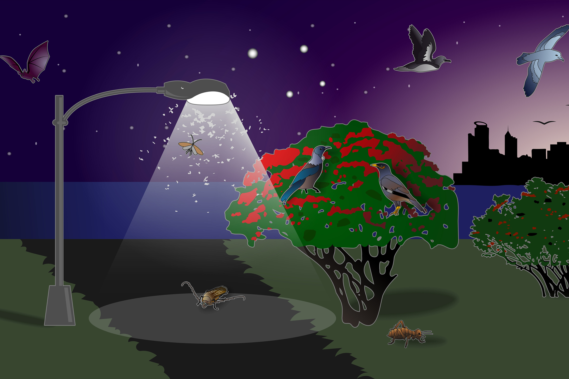 A ‘glow-maggedon’ for native wildlife | Nelson Marlborough Institute of ...