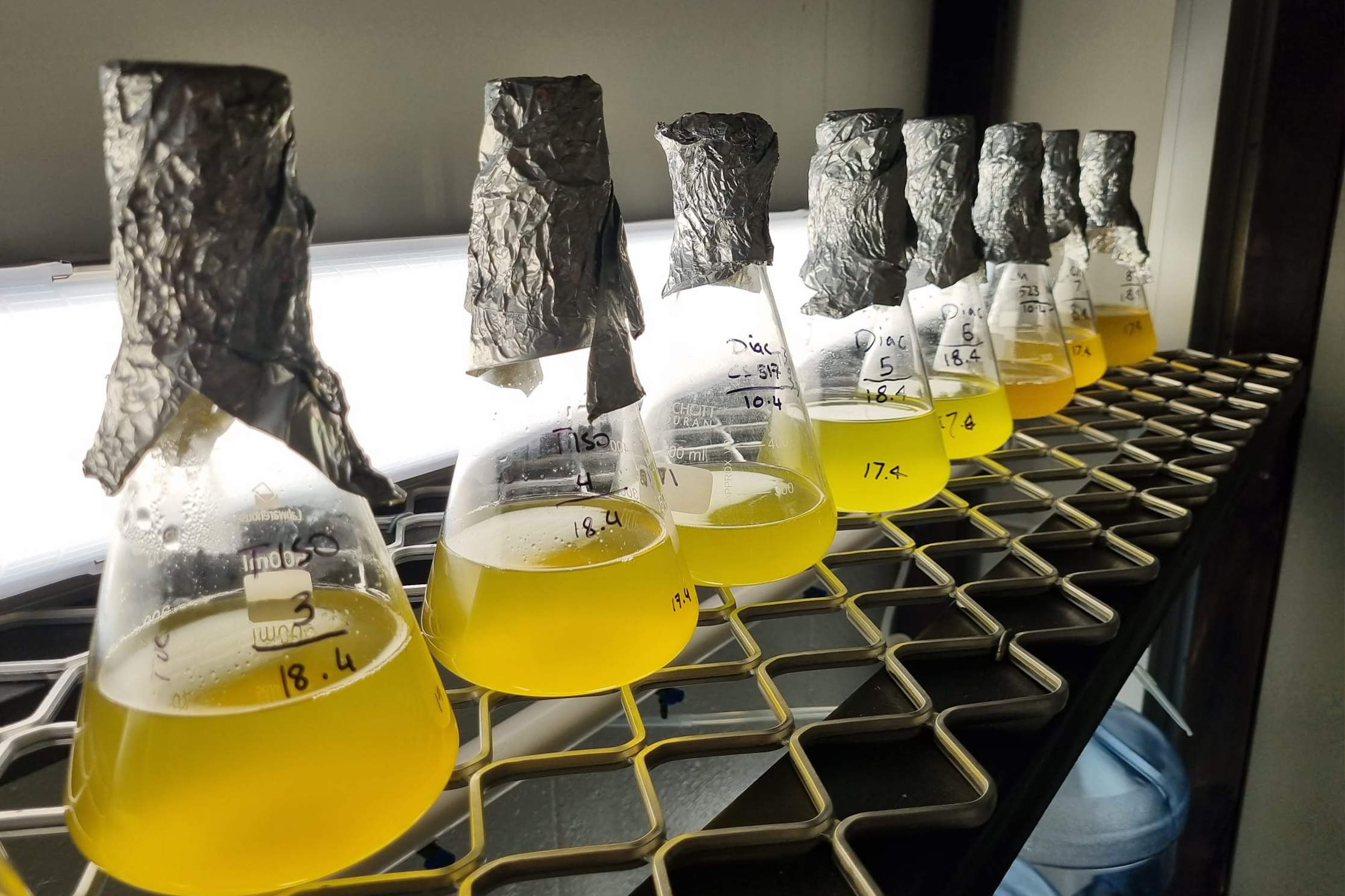 Microalgae a major resource | Nelson Marlborough Institute of ...