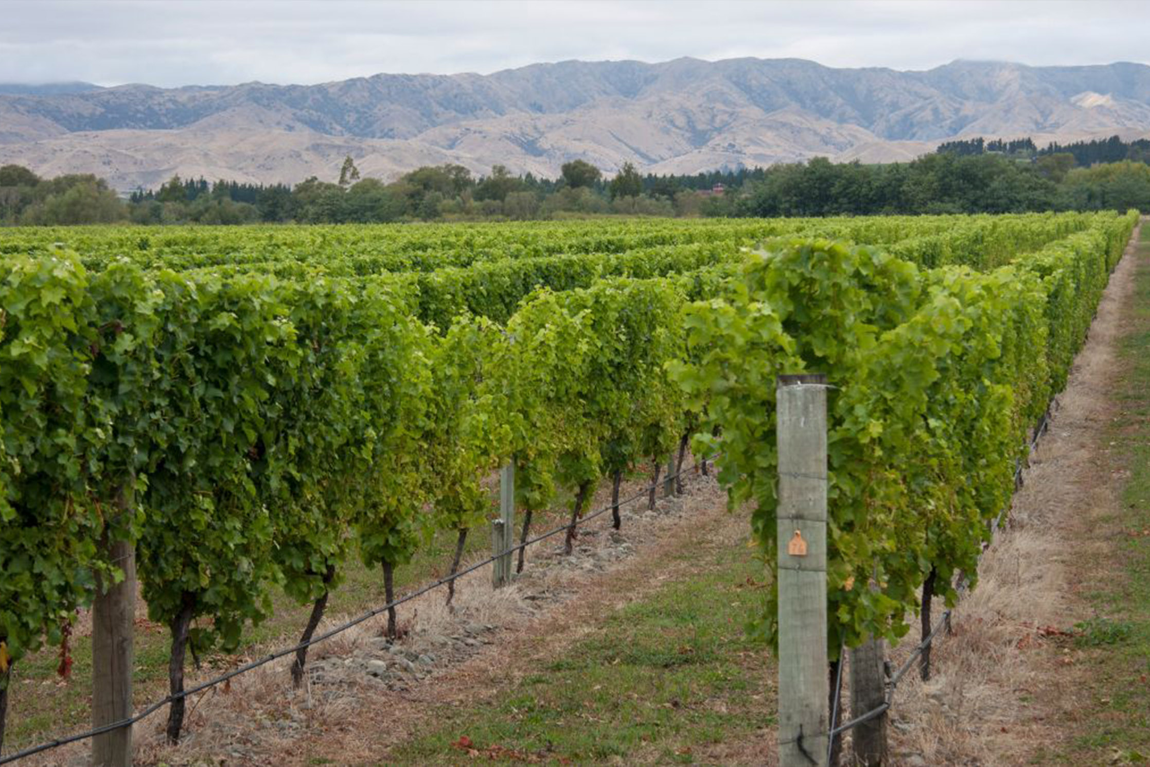 Conferences are finally back on the cards | Nelson Marlborough ...