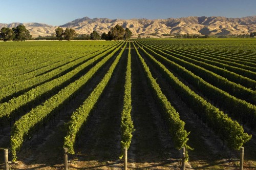 Viticulture & Winemaking | Nelson Marlborough Institute of Technology ...